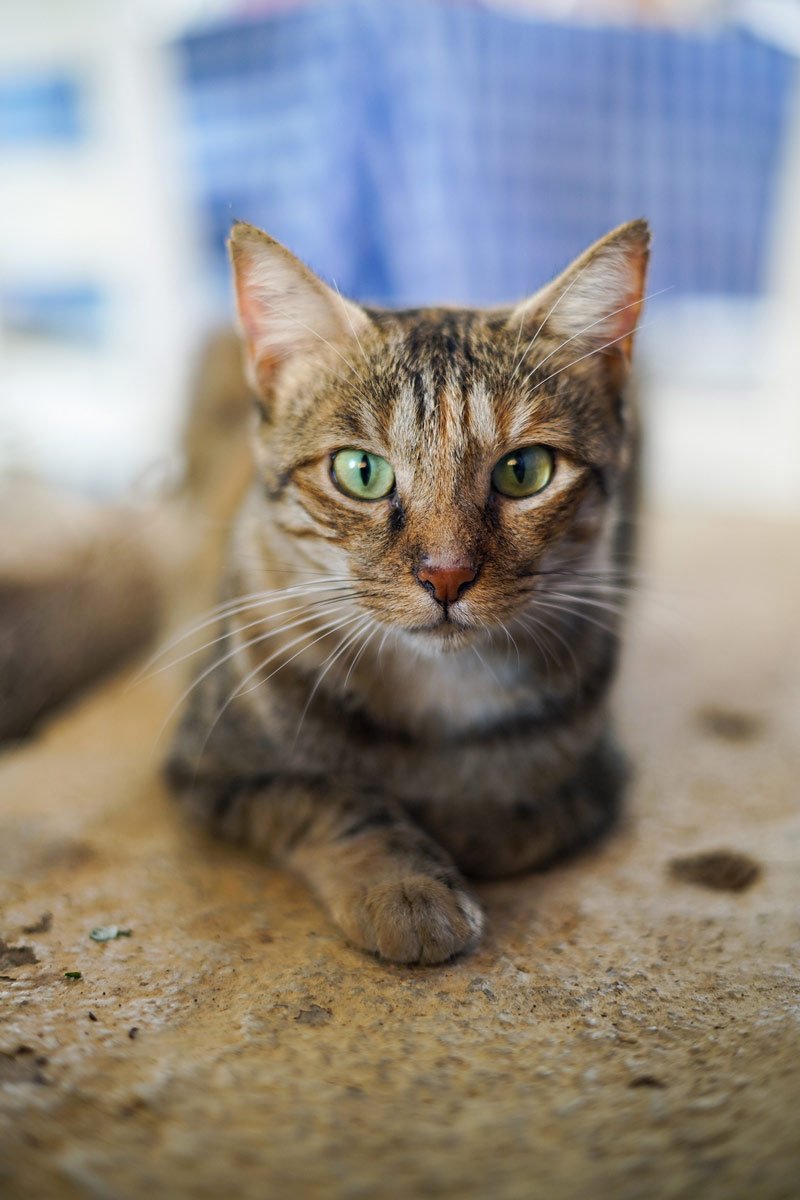10 ZANIMLJIVOSTI O MAČKAMA KOJE NISTE ZNALI: Mačke nas zapravo uče šta ...