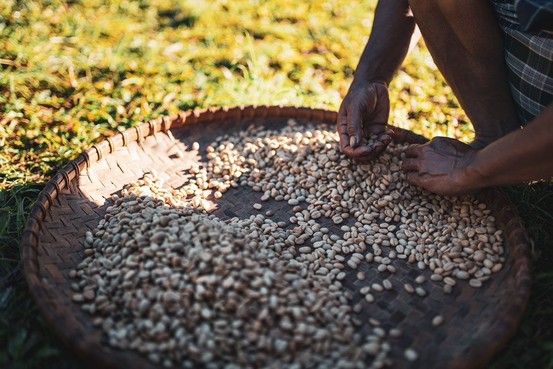 Kopi Luwak, najskuplja kava na svijetu - Domagoj Sever